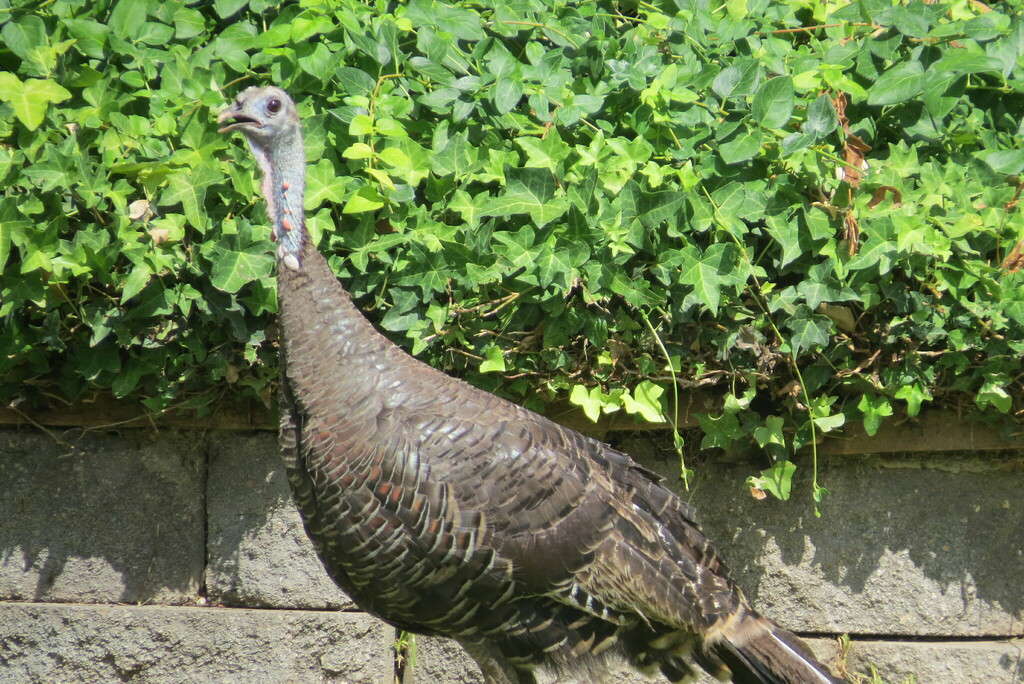Wild Turkey from \Black Canyon Rd, Ramona, CA 92065, USA on July 20 ...
