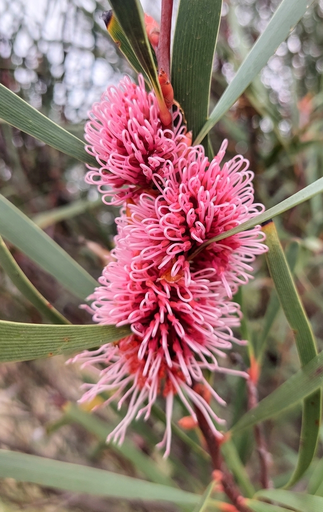 Pincushion trees from Rand NSW 2642, Australia on July 24, 2024 at 01: ...