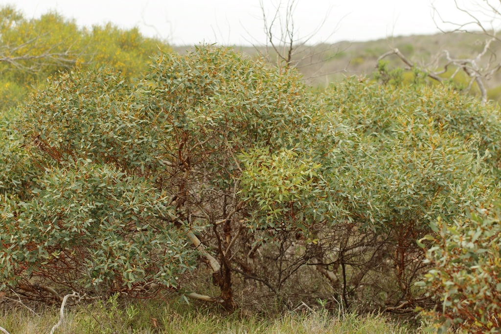 eucalyptus from MacLeod WA 6701, Australia on August 2, 2023 at 11:18 ...