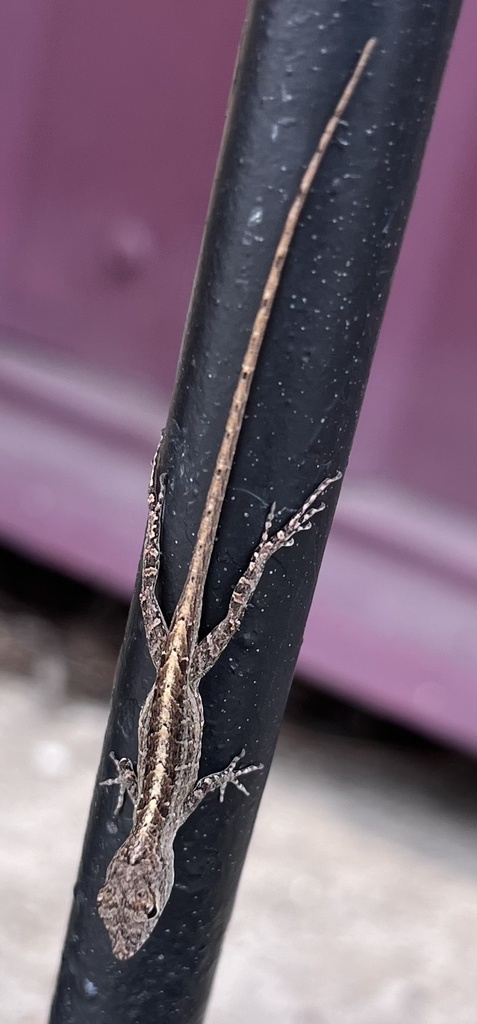 Brown Anole from Moss St, New Orleans, LA, US on July 19, 2024 at 04:03 ...