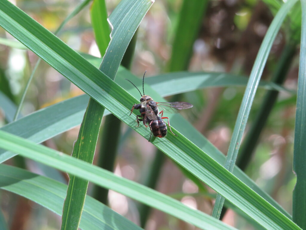 Thynnid Flower Wasps from Brisbane QLD, Australia on July 24, 2024 at ...