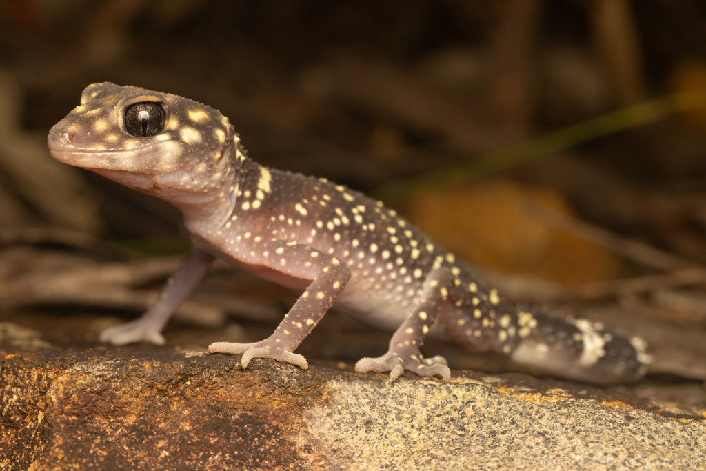 Thick-tailed Barking Gecko in March 2023 by Nick Volpe · iNaturalist