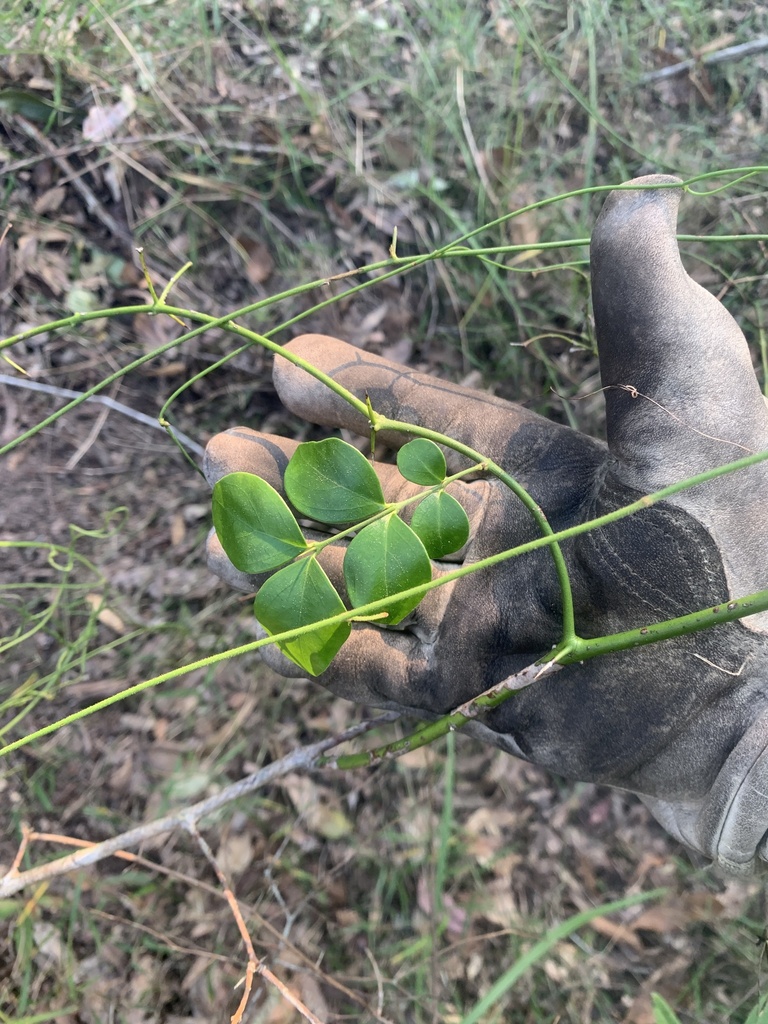 conkerberry from Dularcha National Park, Landsborough, QLD, AU on July ...
