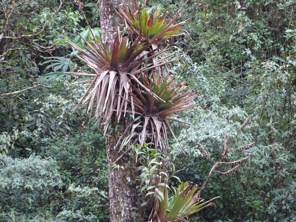 Giant densely-flowered werauhia from Nentón, Guatemala on January 2 ...