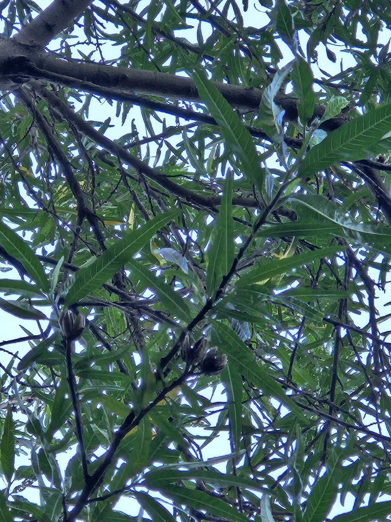 Rosella from Huntley NSW 2530, Australia on July 24, 2024 at 01:16 PM ...