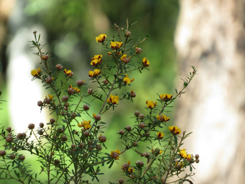 Pultenaea retusa from Brisbane QLD, Australia on July 24, 2024 at 12:34 ...