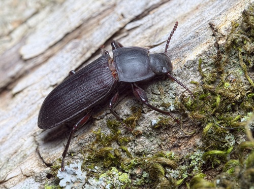 Tenebrio opacus · iNaturalist