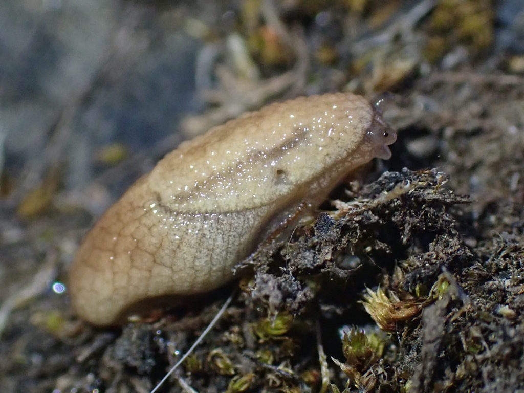 Taildropper Slugs from Fraser Valley, BC, Canada on July 20, 2024 at 05 ...