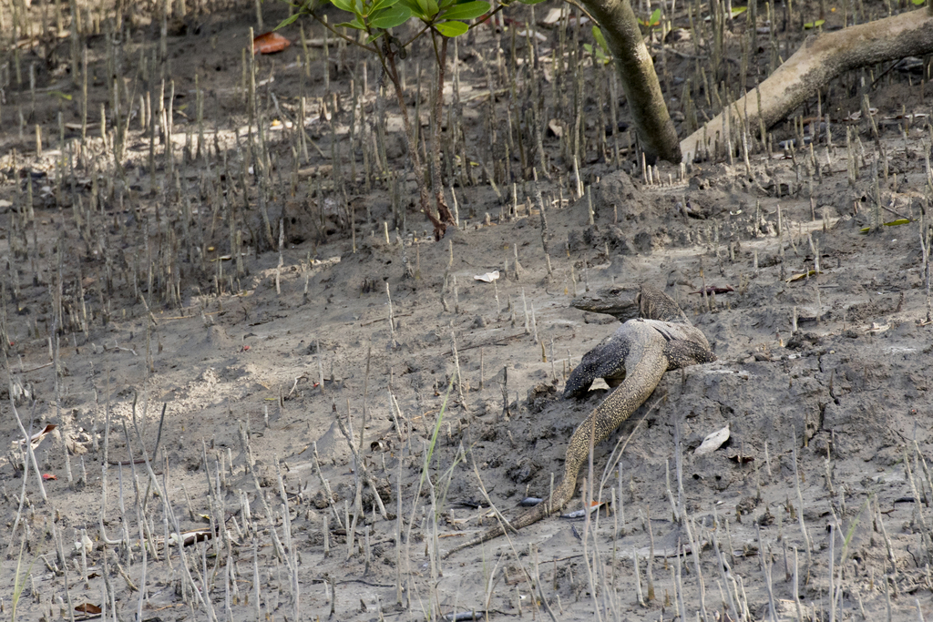 Common Water Monitor from 2R39+X5 Lot No 126, West Bengal, India on ...