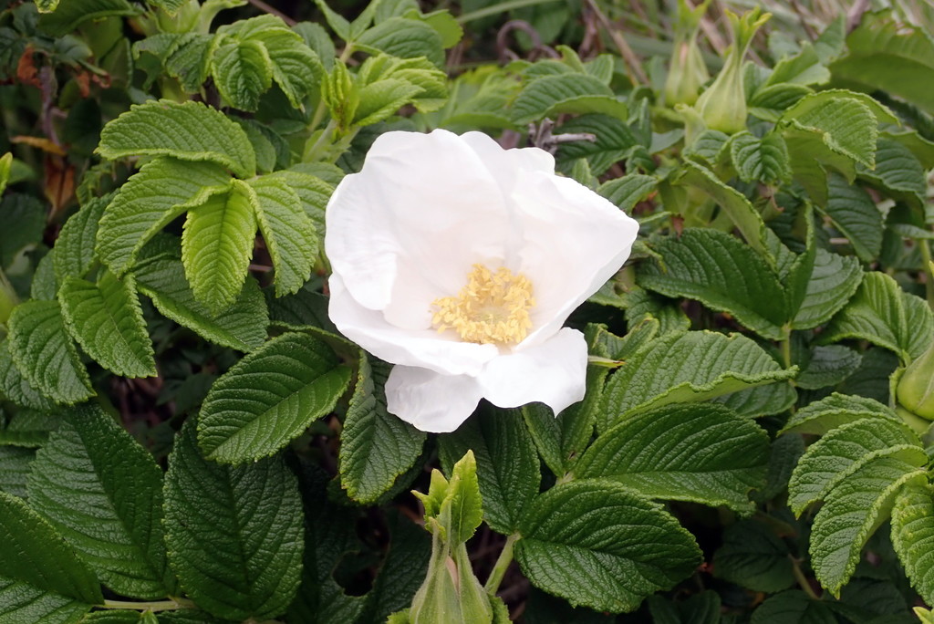 rugosa rose (Rosa rugosa) - Botanical Realm