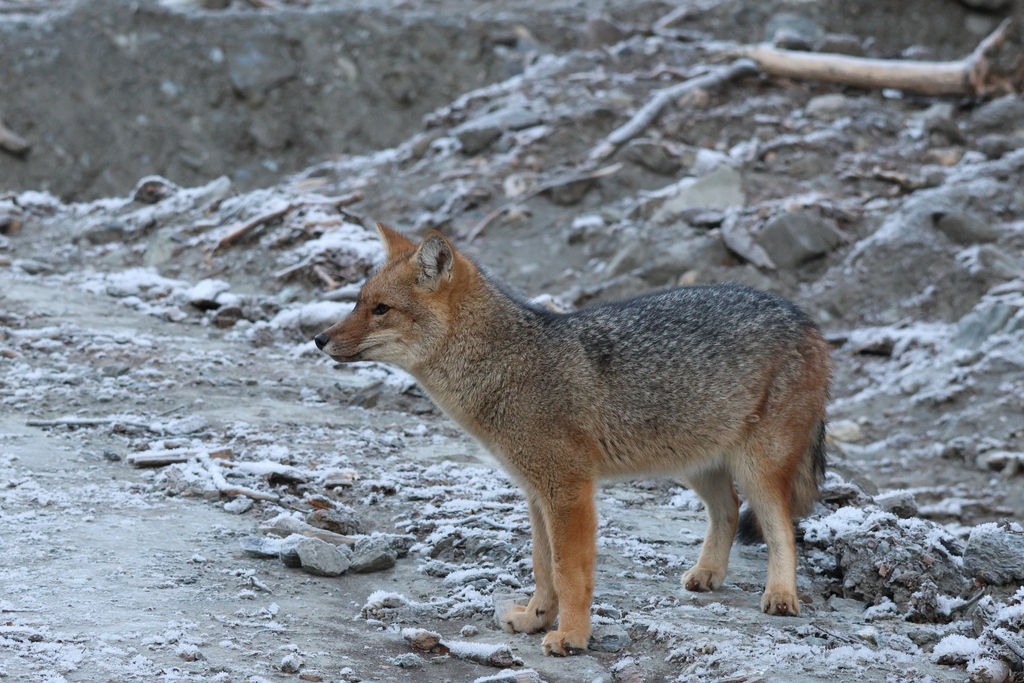 Fuegian Culpeo in July 2024 by szagal · iNaturalist
