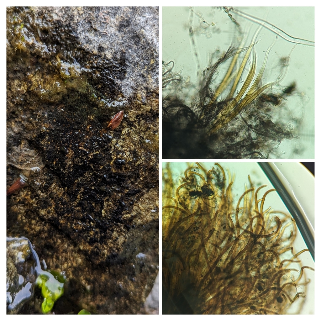 Dichothrix from Cougar, WA 98616, USA on July 22, 2024 at 04:43 PM by ...