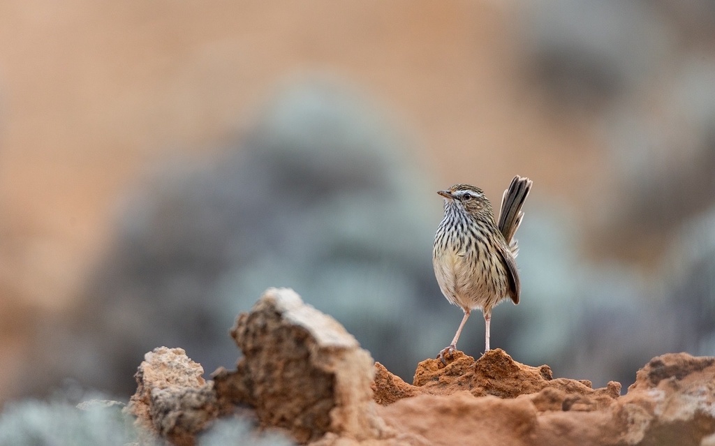 Western Striated Fieldwren from Blowholes Rd, Cape Bridgewater, VIC, AU ...