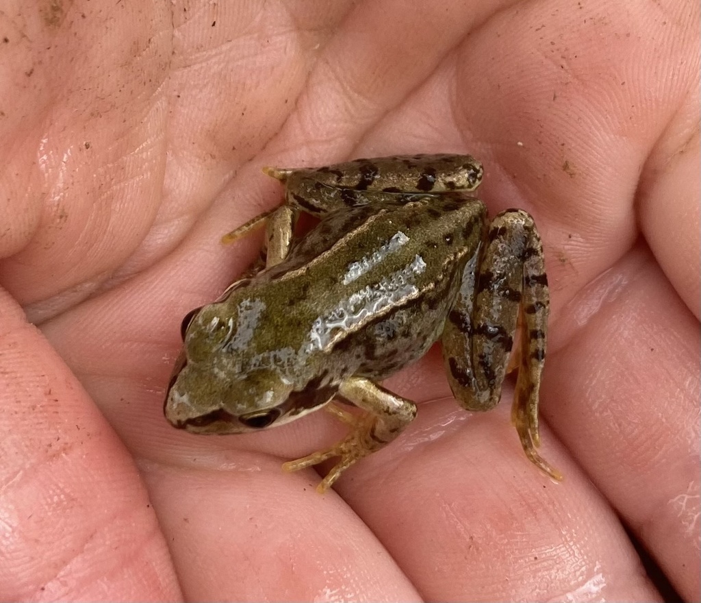 European Common Frog from Slad Road, Stroud, England, GB on July 23 ...