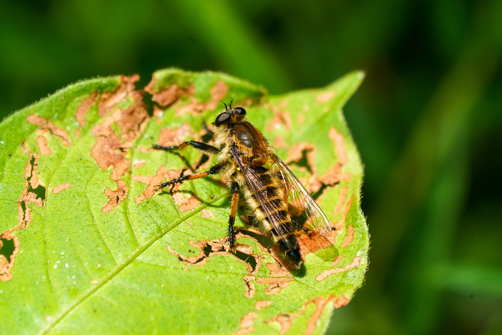 Promachus yesonicus from 桜ヶ丘公園 on July 24, 2024 at 11:15 AM by WATANABE ...