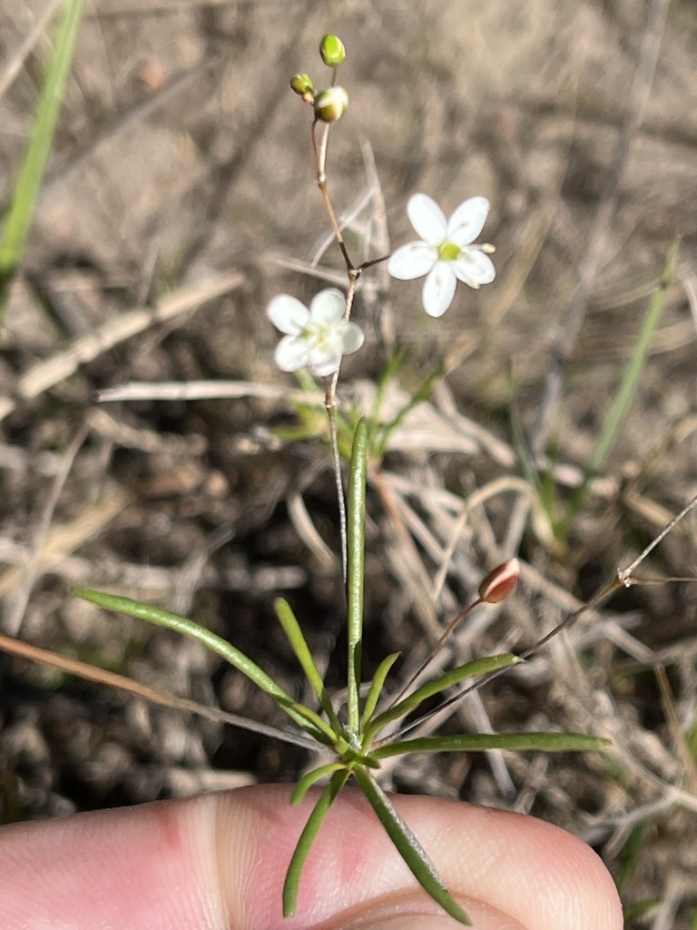 River Spookasem from Kabeljous Nature Reserve, Humansdorp, EC, ZA on ...