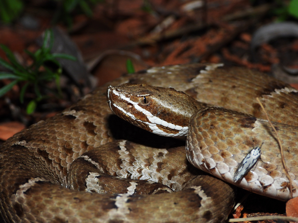 Arizona Ridgenose Rattlesnake in July 2024 by Yinan Li. Second one of ...