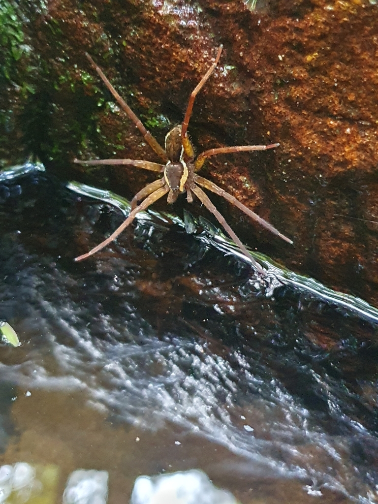Typical Spiders from Springwood NSW 2777, Australien on March 1, 2023 ...