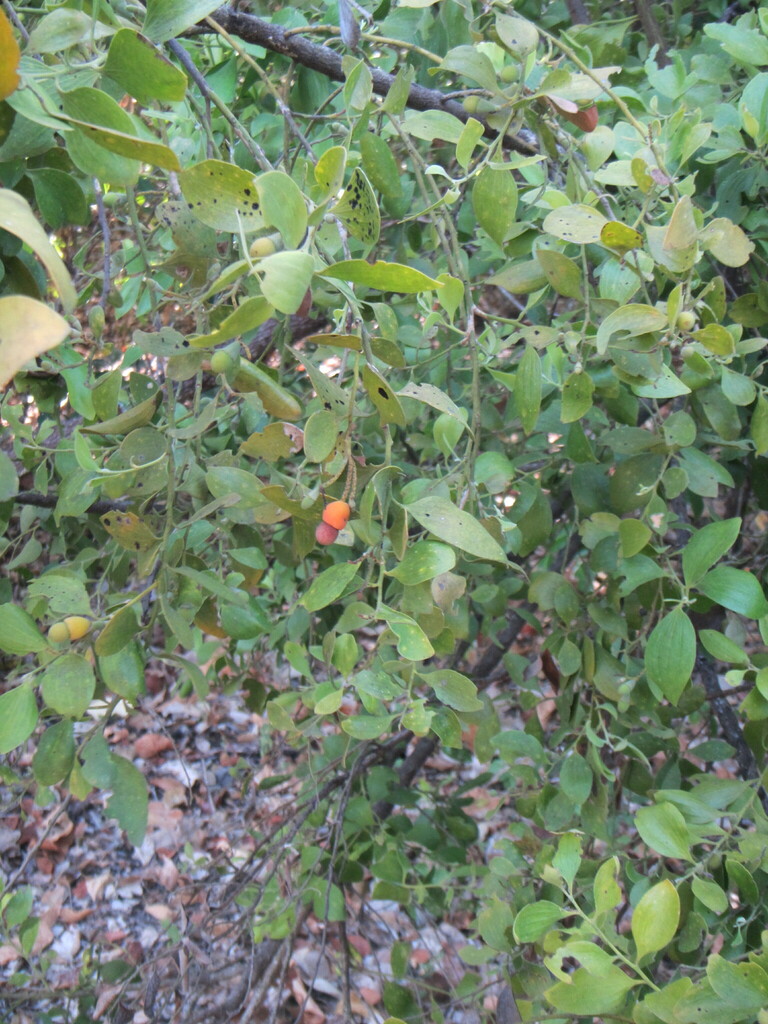 Broad Leaved Native Cherry in October 2016 by Jason Searle · iNaturalist