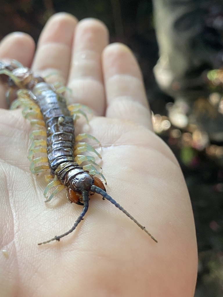 New Zealand giant centipede from North Island / Te Ika-a-Māui, Matatā ...