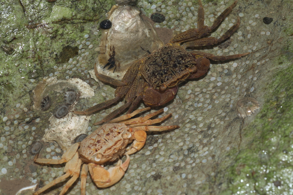 Parasesarma pictum from 中国浙江省舟山市岱山县 on July 23, 2024 at 06:22 AM by ...