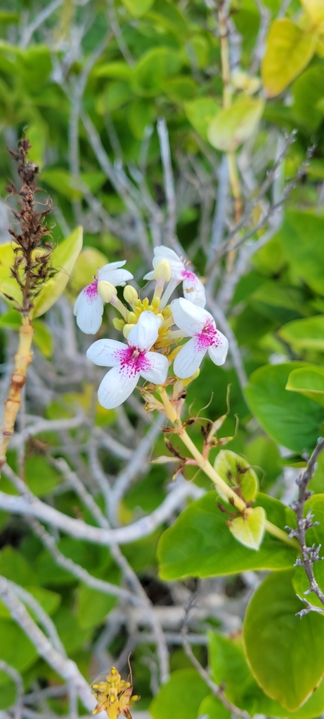 Yellow-Vein Eranthemum from Caladium, Kagman III, Saipan 96950, CNMI on ...