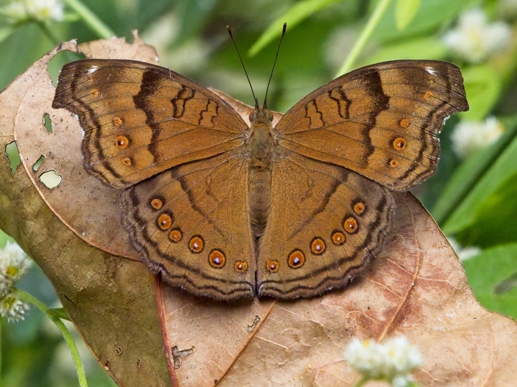 Brown Pansy from Mareeba QLD 4880, Australia on July 9, 2024 at 01:38 ...