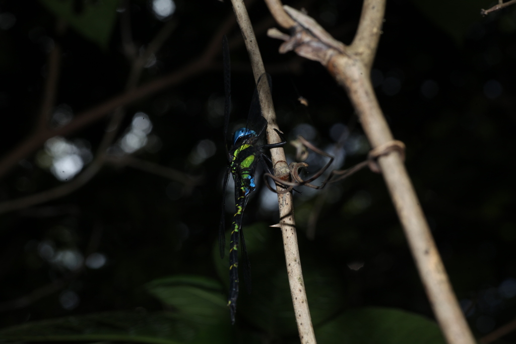 Indaeschna melanictera from 中国浙江省舟山市岱山县 on July 22, 2024 at 04:26 PM by ...