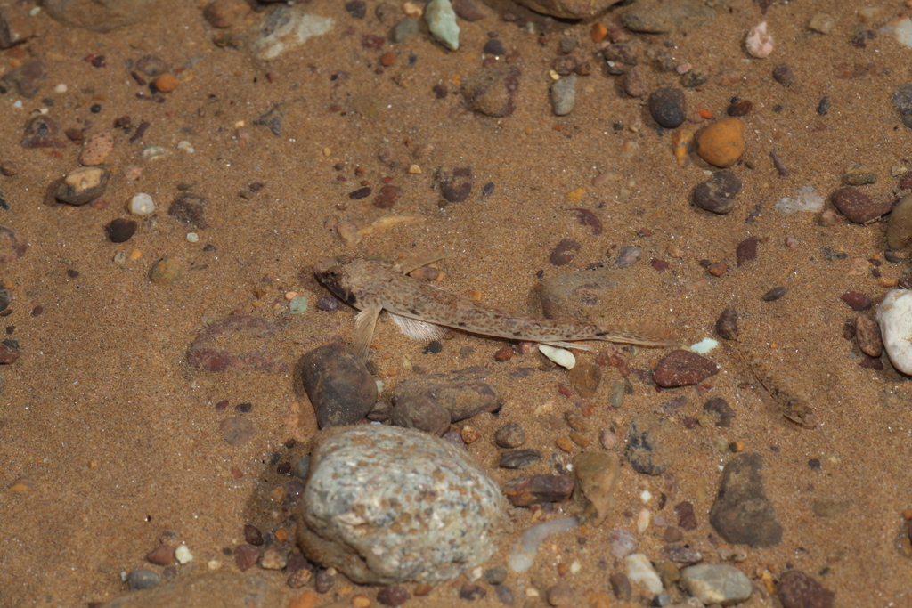Sharp-Nosed Sand Goby from 中国浙江省舟山市岱山县 on July 22, 2024 at 04:26 PM by ...