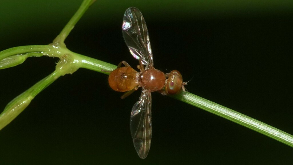 Rivellia from BNHS CEC on July 22, 2024 at 02:57 PM by Dinesh Sharma ...