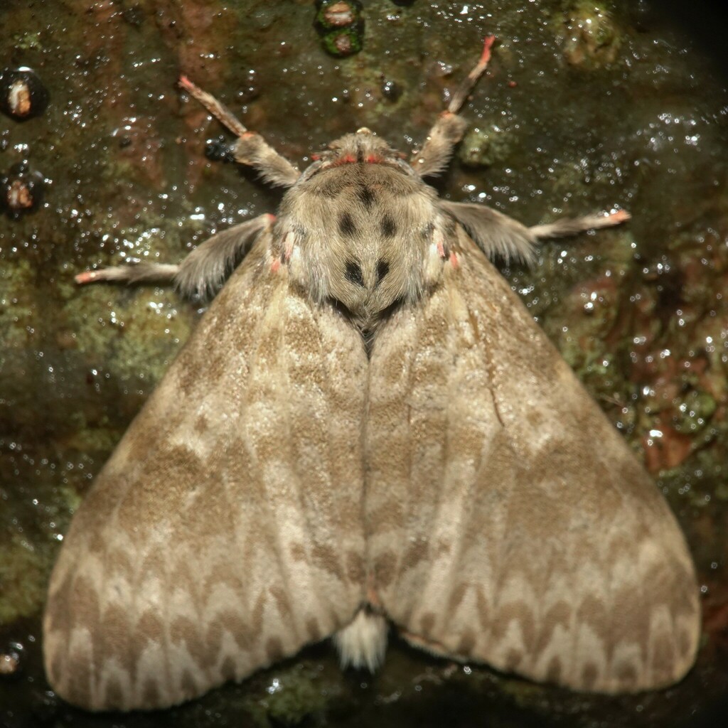 Lymantria grandis from BNHS CEC on July 22, 2024 at 03:00 PM by Dinesh ...