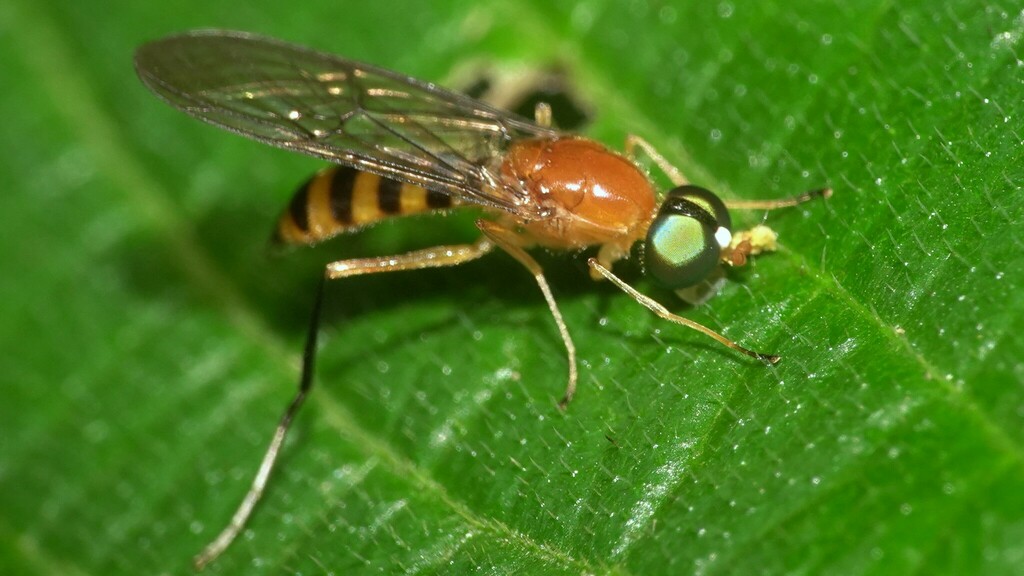 Ptecticus from BNHS CEC on July 22, 2024 at 04:24 PM by Dinesh Sharma ...