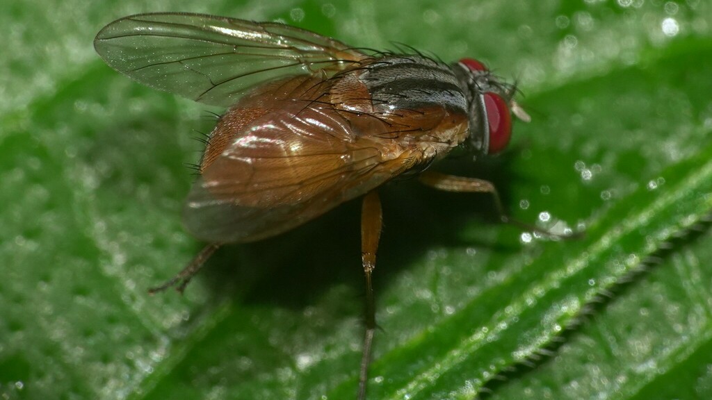 Dichaetomyia from BNHS CEC on July 22, 2024 at 04:26 PM by Dinesh ...