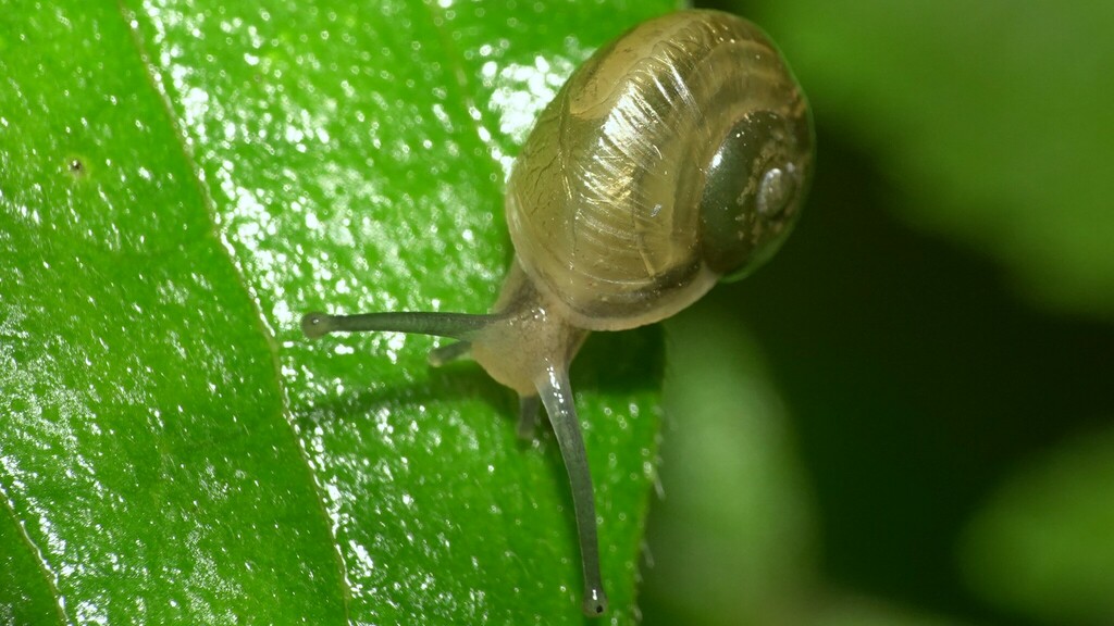 Tanychlamys from BNHS CEC on July 22, 2024 at 04:28 PM by Dinesh Sharma ...