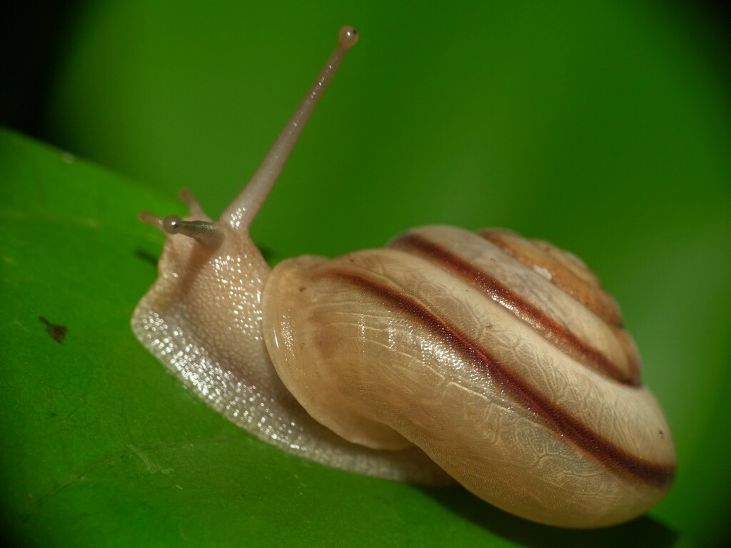 Trachia from BNHS CEC on July 22, 2024 at 04:33 PM by Dinesh Sharma ...