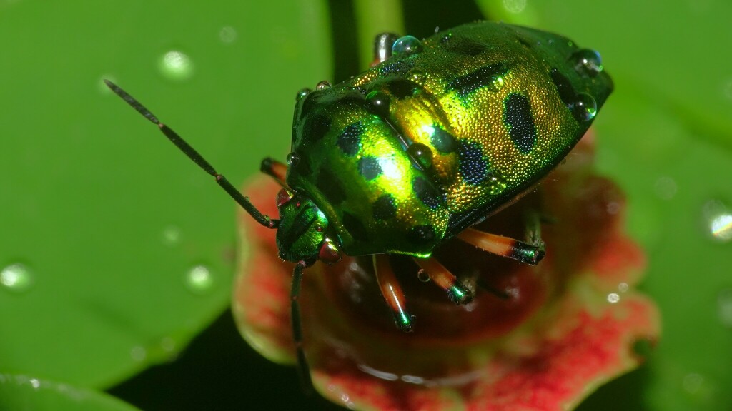 Chrysocoris patricius from BNHS CEC on July 22, 2024 at 04:53 PM by ...
