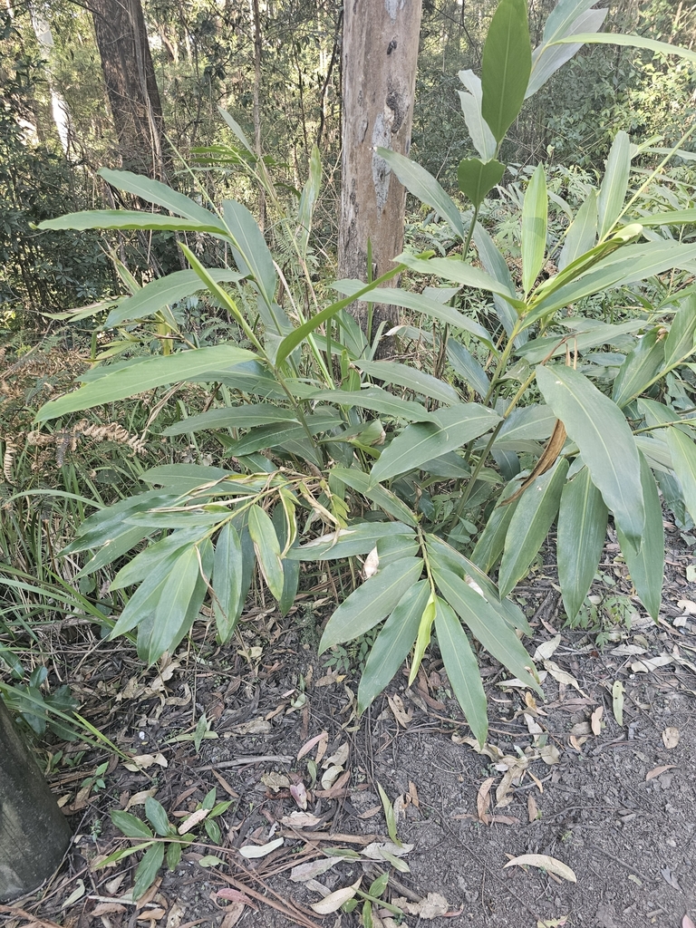 Native Ginger from Mount Mee QLD 4521, Australia on July 24, 2024 at 03 ...