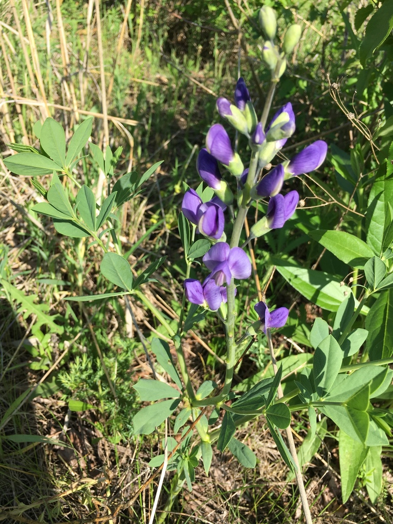 tall blue wild indigo from 521 Alban Ln, Prairie Du Sac, WI, US on June ...