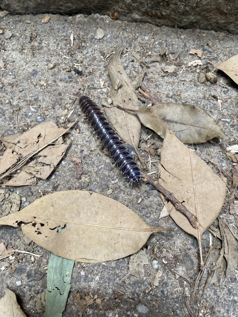 Train Millipedes from Fushimi Inari Taisha Shrine, Kyoto, Kyoto, JP on ...