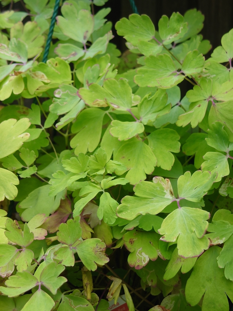 common columbine from Birchwood, Warrington WA3, UK on July 24, 2024 at ...