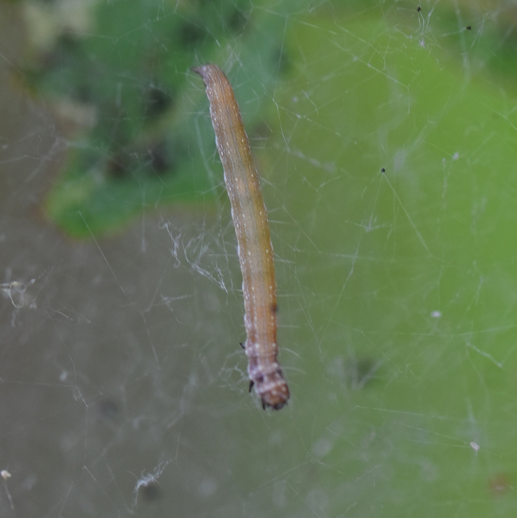 Ailanthus Webworm Moth from Garland, TX, USA on July 20, 2024 at 07:08 ...