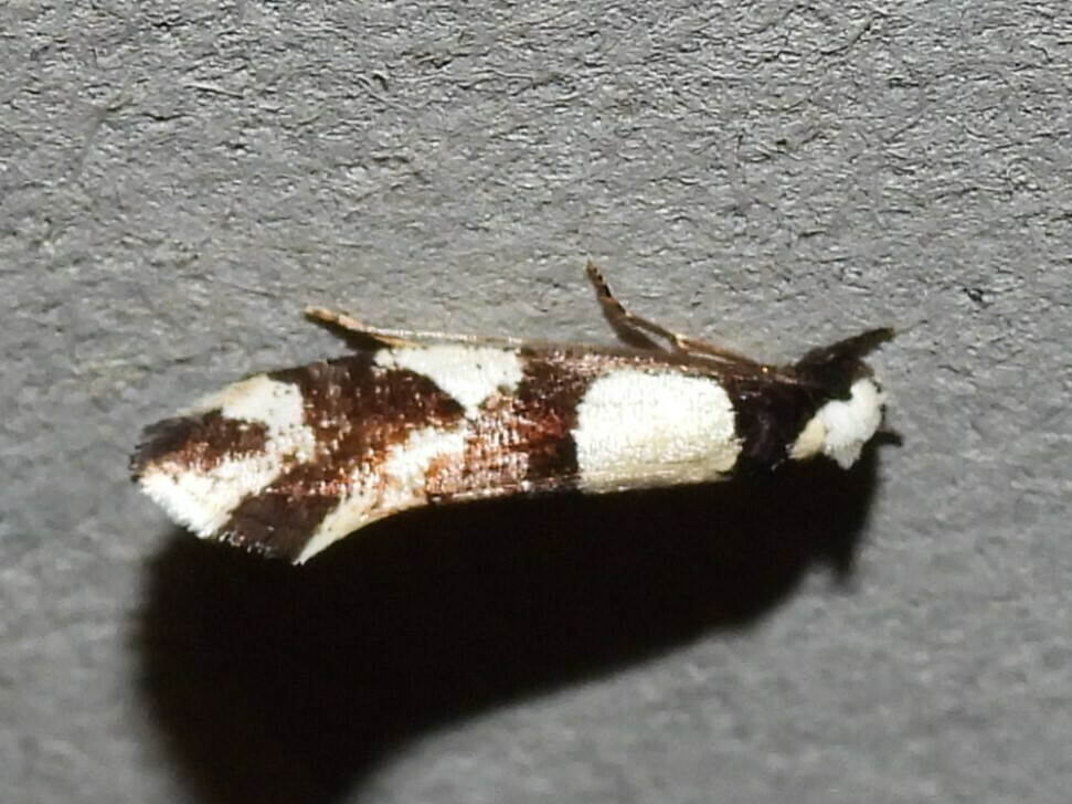 Wool Moth from Coomba Park NSW 2428, Australia on July 24, 2024 at 07: ...