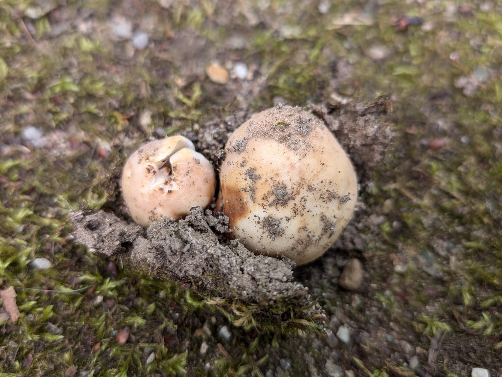 Green Quilt Russula from Independence Oaks County Park on July 22, 2024 ...