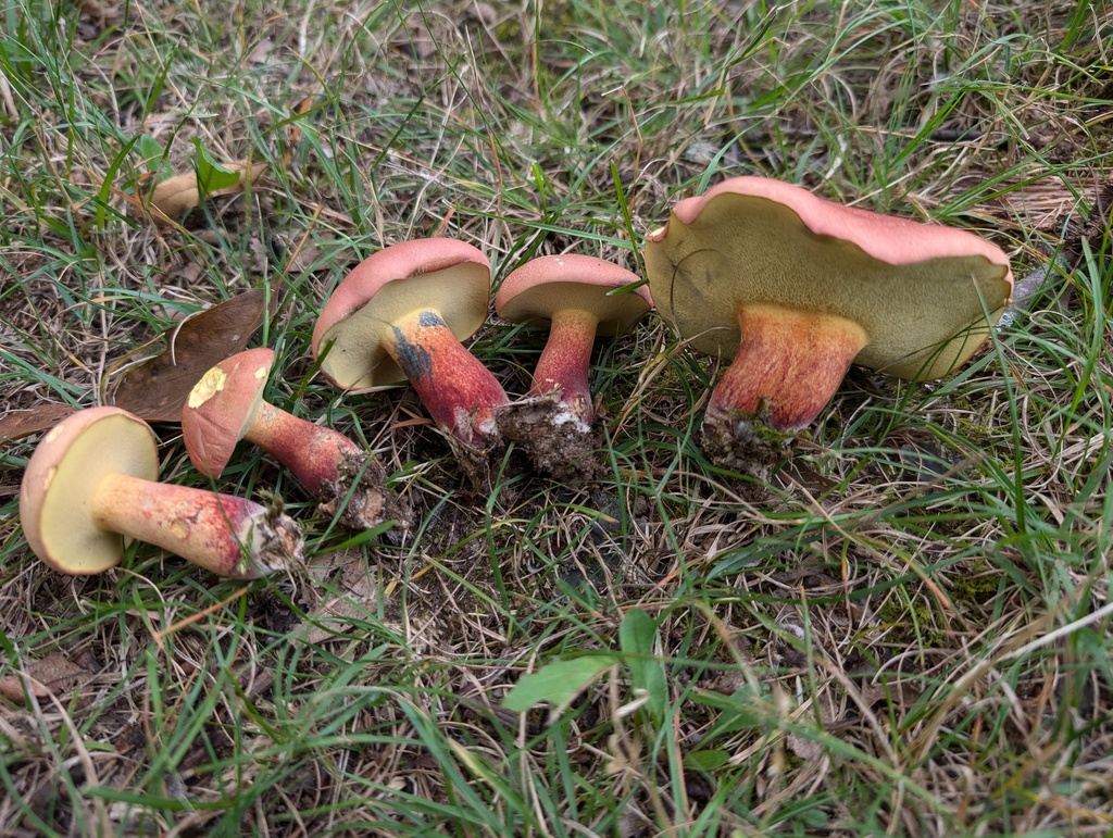 two-colored bolete from Independence Oaks County Park on July 22, 2024 ...