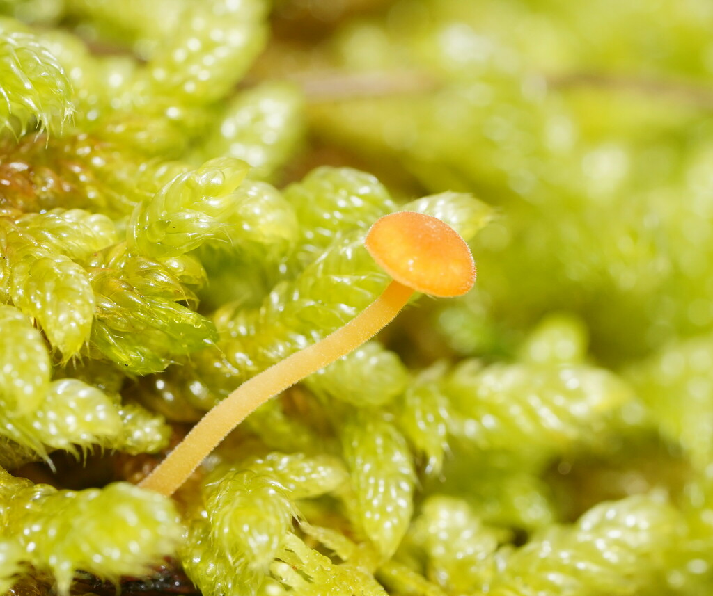Orange Moss Navel from Christmas Hills VIC 3775, Australia on July 22, 2024 at 11:14 AM by ...