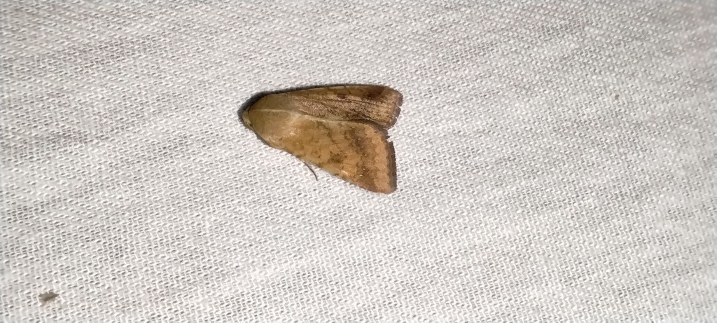 Cotton Bollworm Moth from Durgiperi, Andhra Pradesh 517619, India on ...