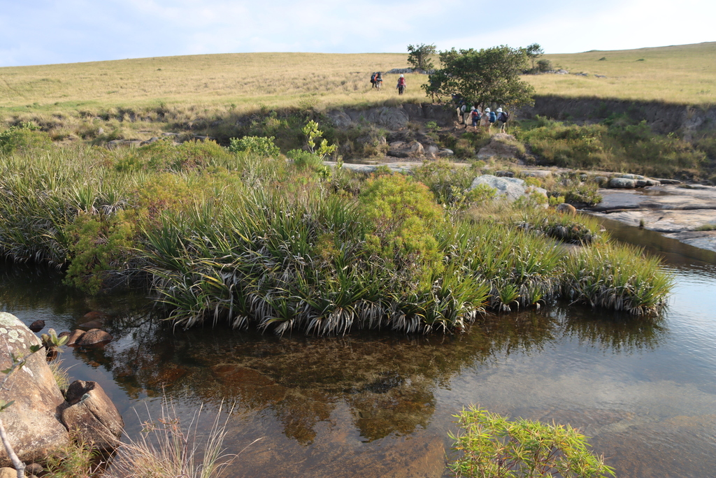 Pondo Conebush from Wild Coast Trail, day 5, Mlambomkulu River to ...