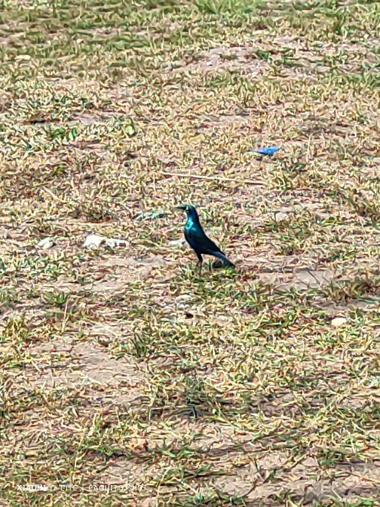 Glossy Starlings and Allies from Machanga, Mozambique on July 24, 2024 ...