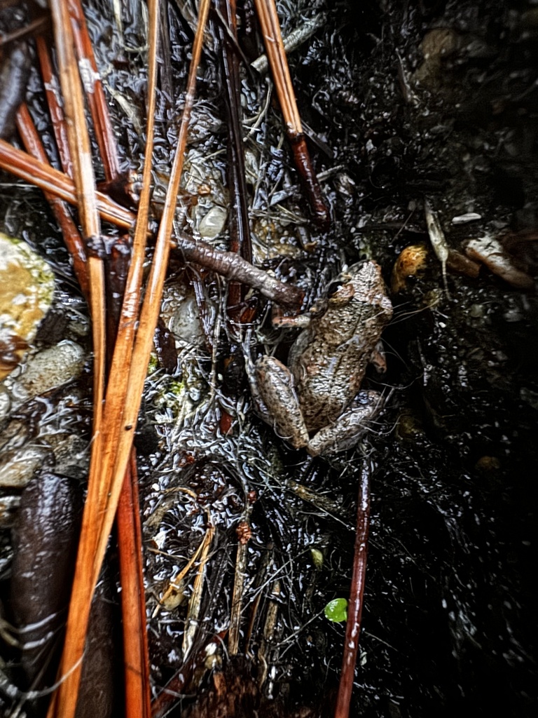 Greenhouse Frog from Gettysburg Dr, Baton Rouge, LA, US on July 24 ...