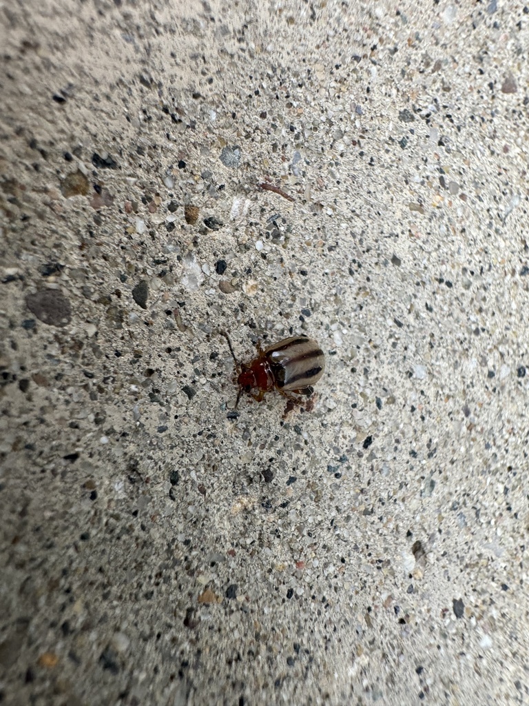 Philopona vibex from 奥林匹克森林公园, 北京市, CN on July 4, 2024 at 06:24 PM by ...